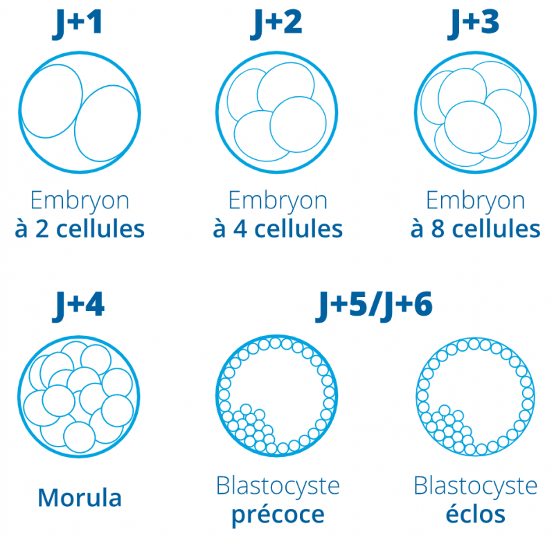 Qu'est-ce qu'un blastocyste ou transfert embryonnaire à J5 ? | Eugin